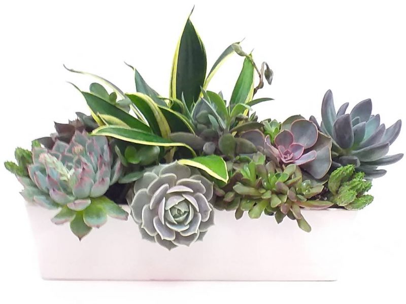 Plants & Succulents | Order Fresh Flowers By Calling Ginkgo Floral ...